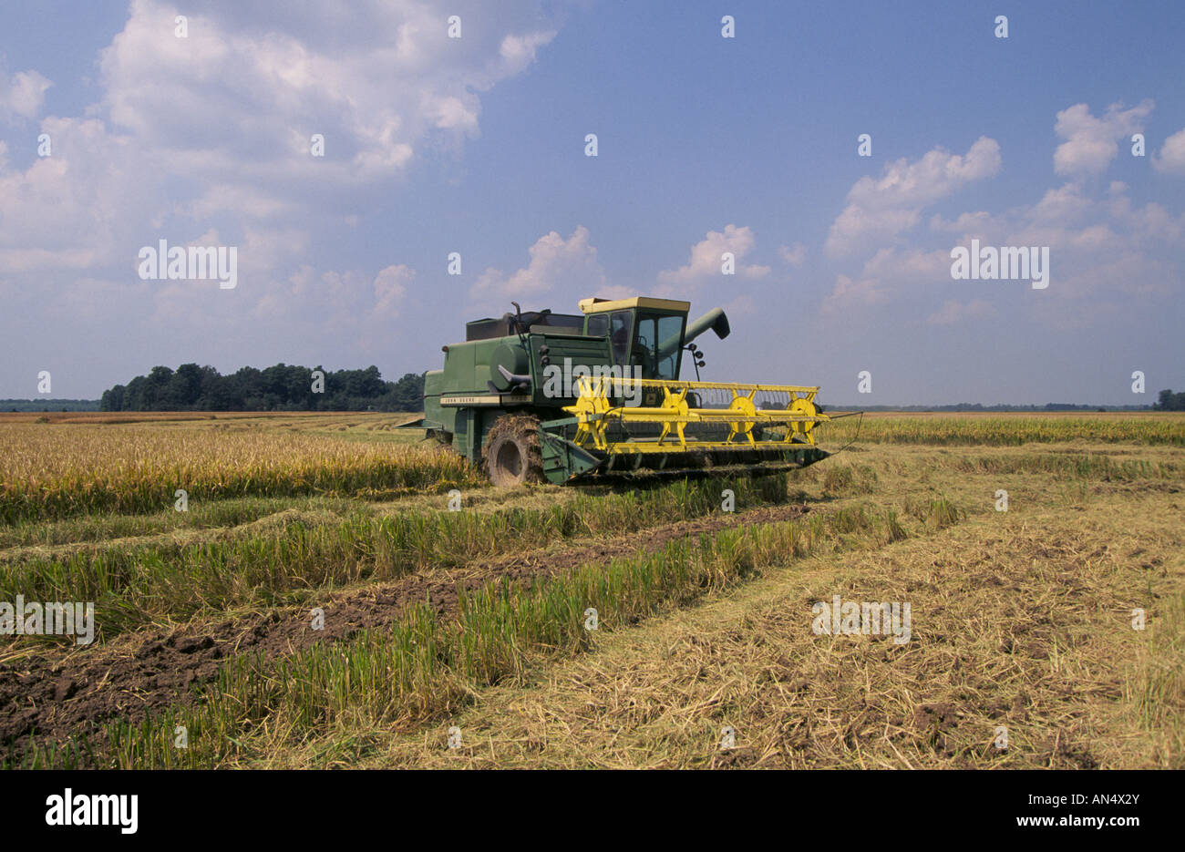 Rice farmers harvest rice from a rice paddy in the Mississippi Delta ...