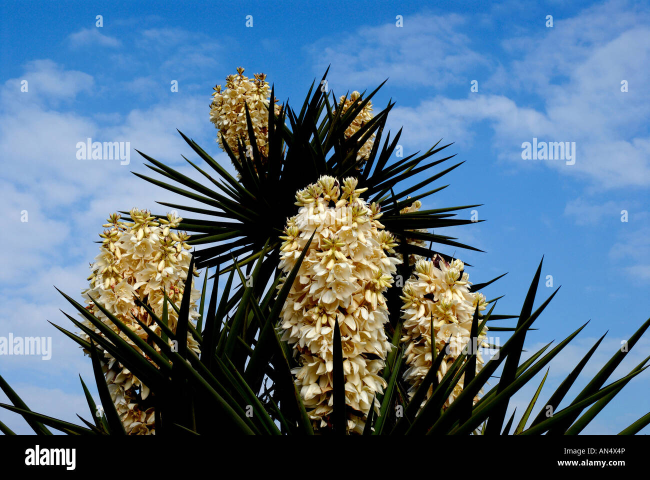 Yucca torreyi, Torrey Yucca, sometime called Spanish Dagger, grows in ...