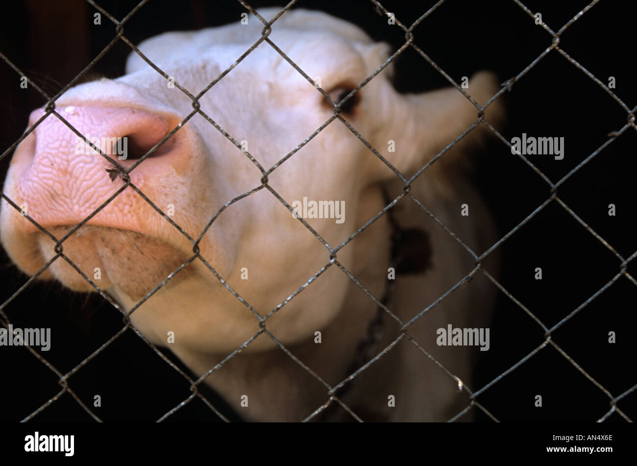 Rearing captivity hi-res stock photography and images - Alamy