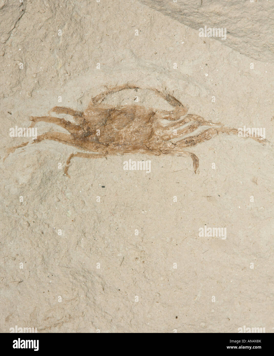 Fossil of a crab Stock Photo - Alamy