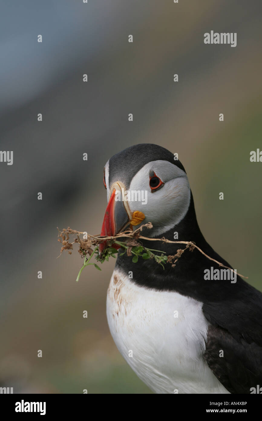 Atlantic Puffin Fratercula artica carrying nesting material Stock Photo ...