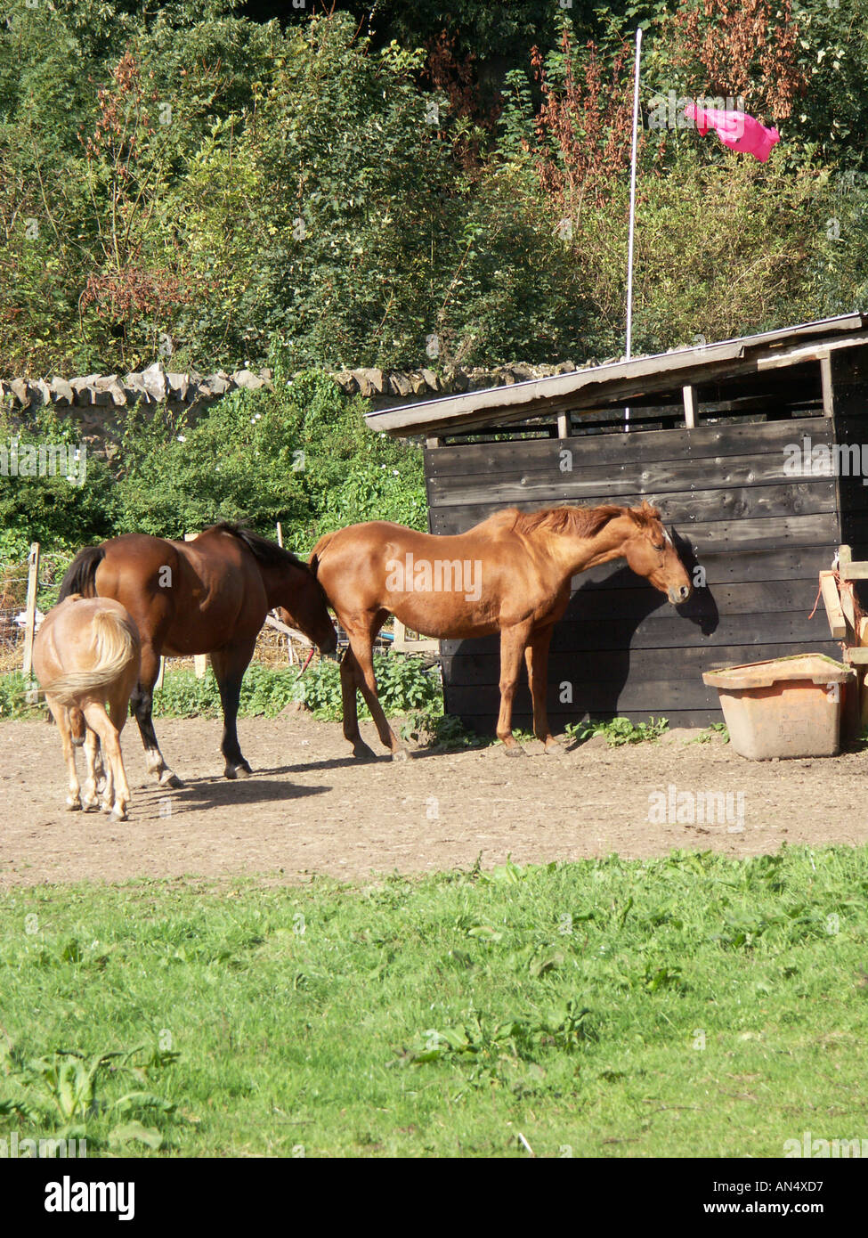 Three horses in a stable hi-res stock photography and images - Alamy