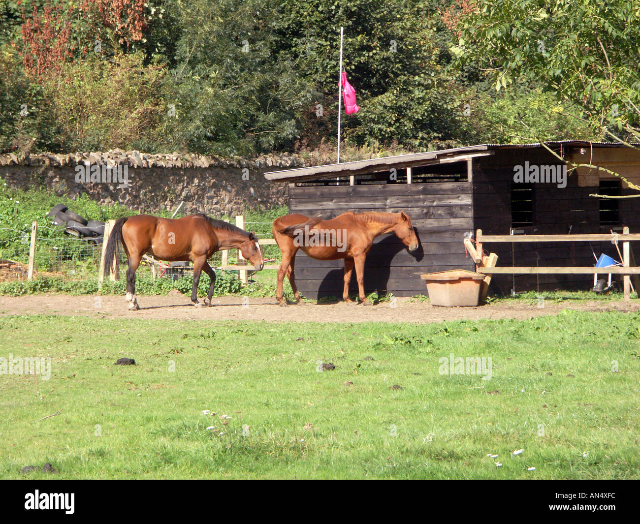 Horses and Stable in field Atherstone 4 Stock Photo - Alamy
