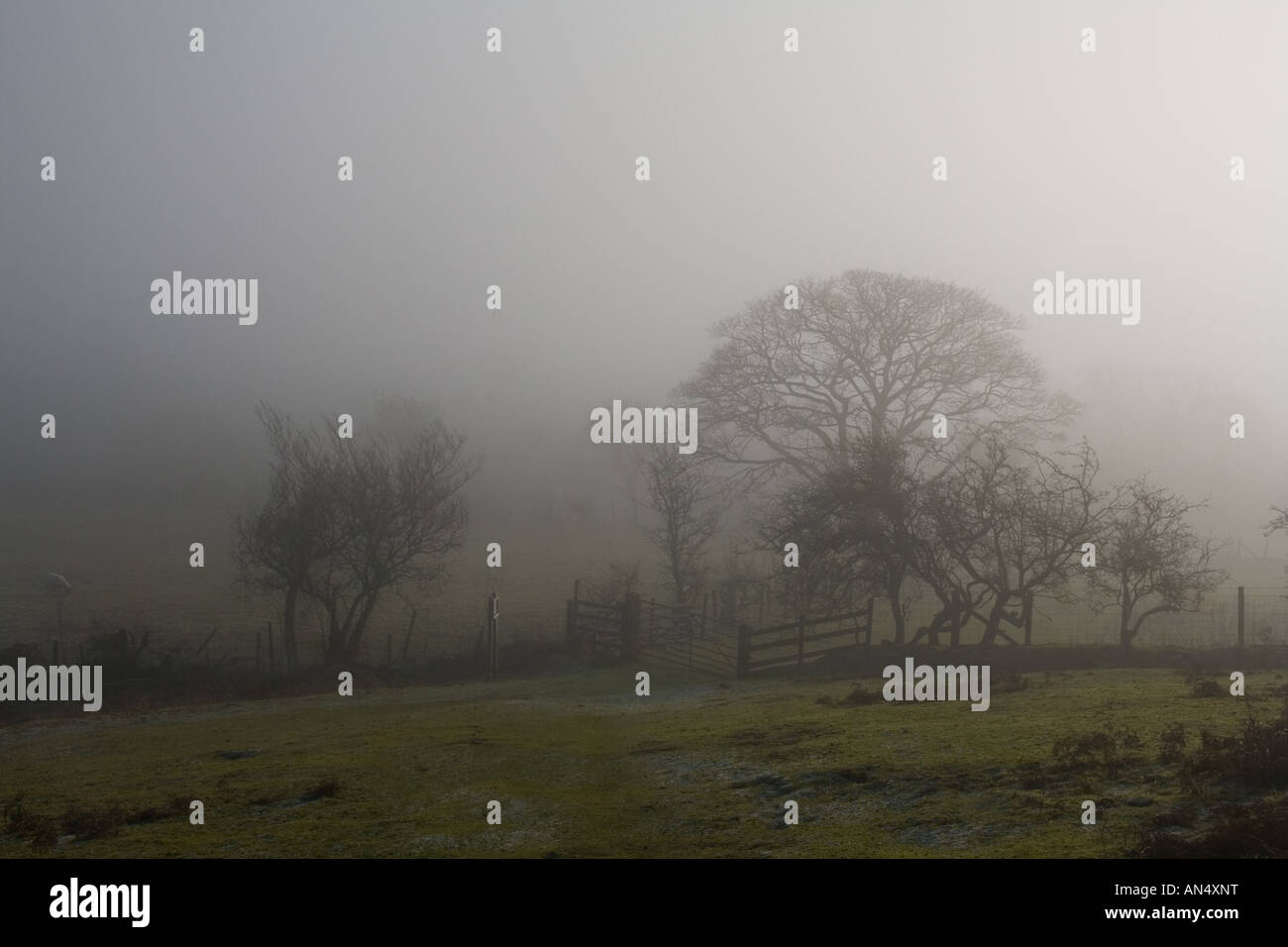 Tree and gate in mist Stock Photo - Alamy