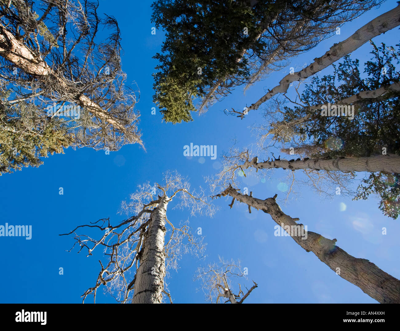 Forest in Utah USA Stock Photo - Alamy