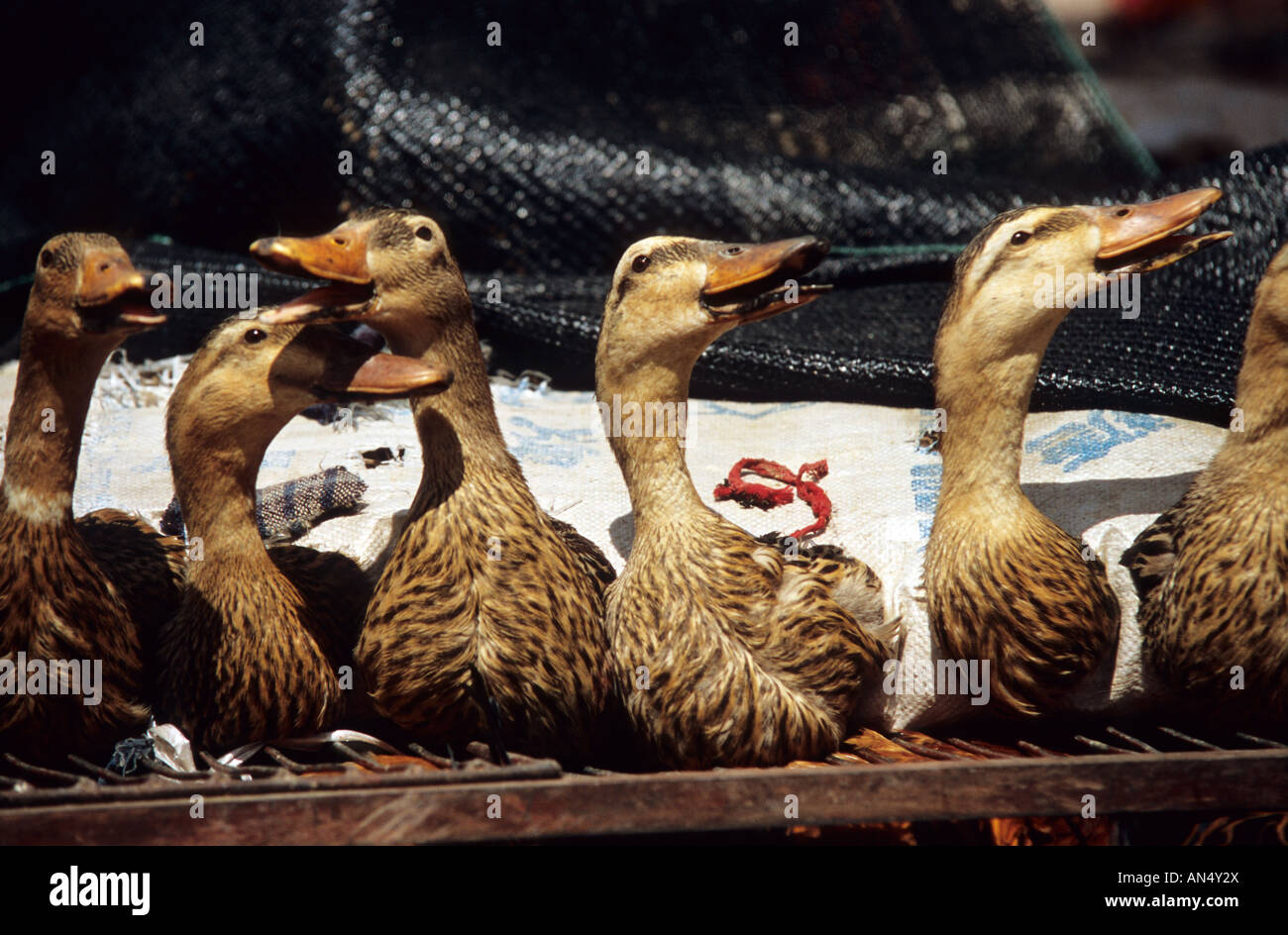Local market scene in rural yunnan China Stock Photo - Alamy