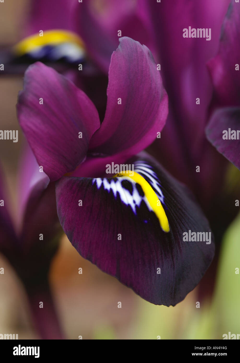 IRIS RETICULATA GEORGE Stock Photo - Alamy
