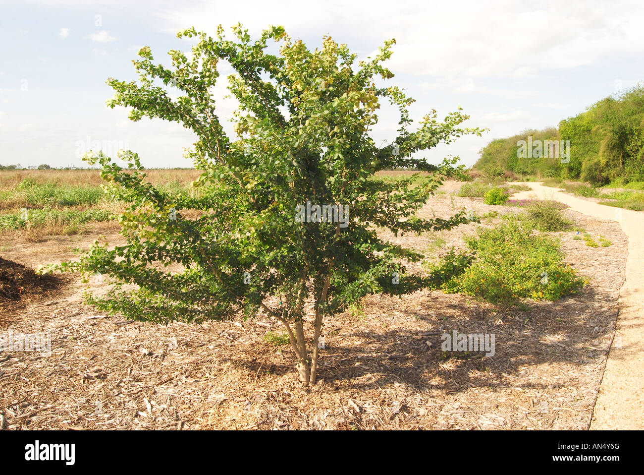 Guamuchiles Fruit Tree