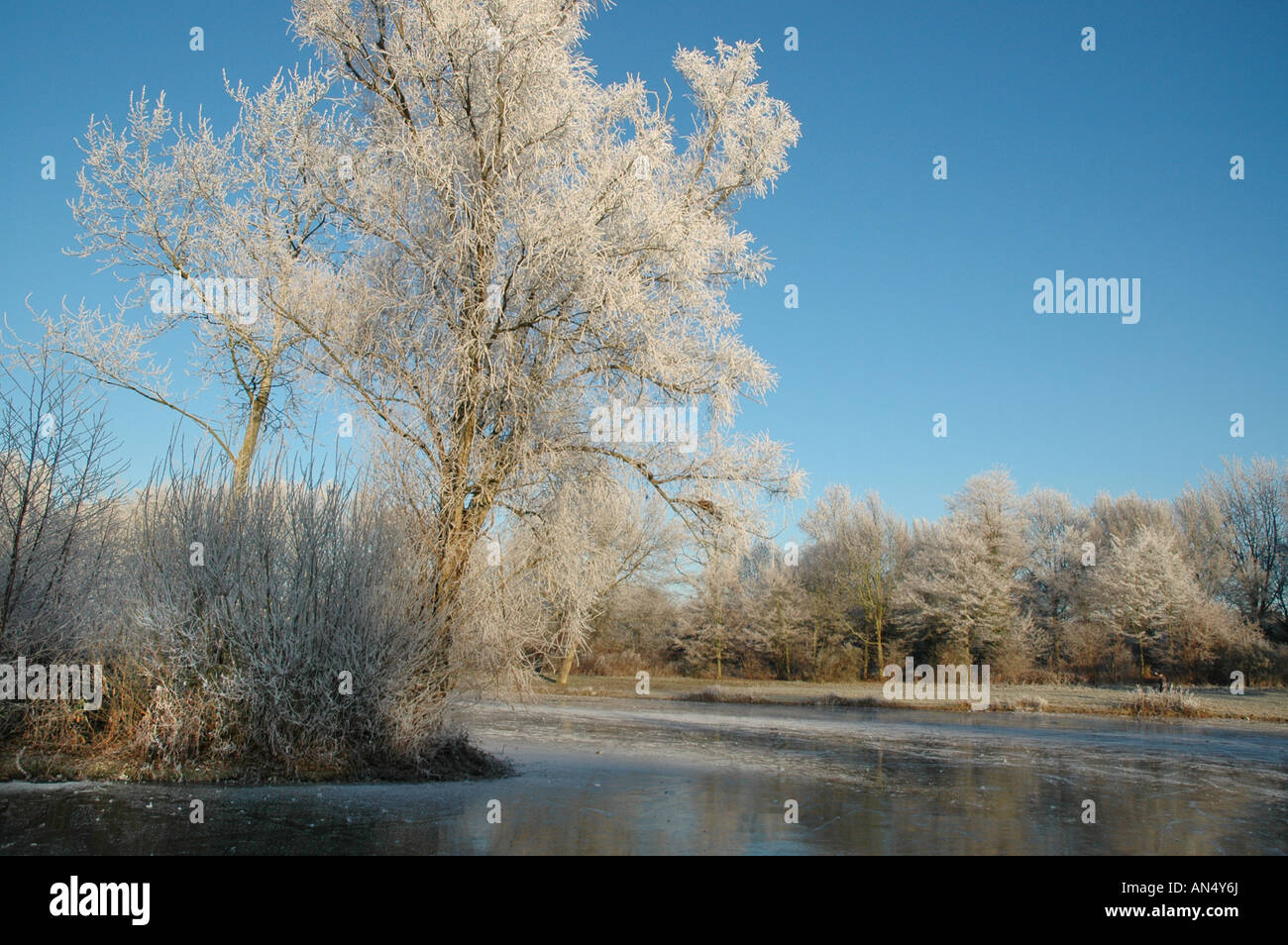 Wintry trees frame view hi-res stock photography and images - Alamy