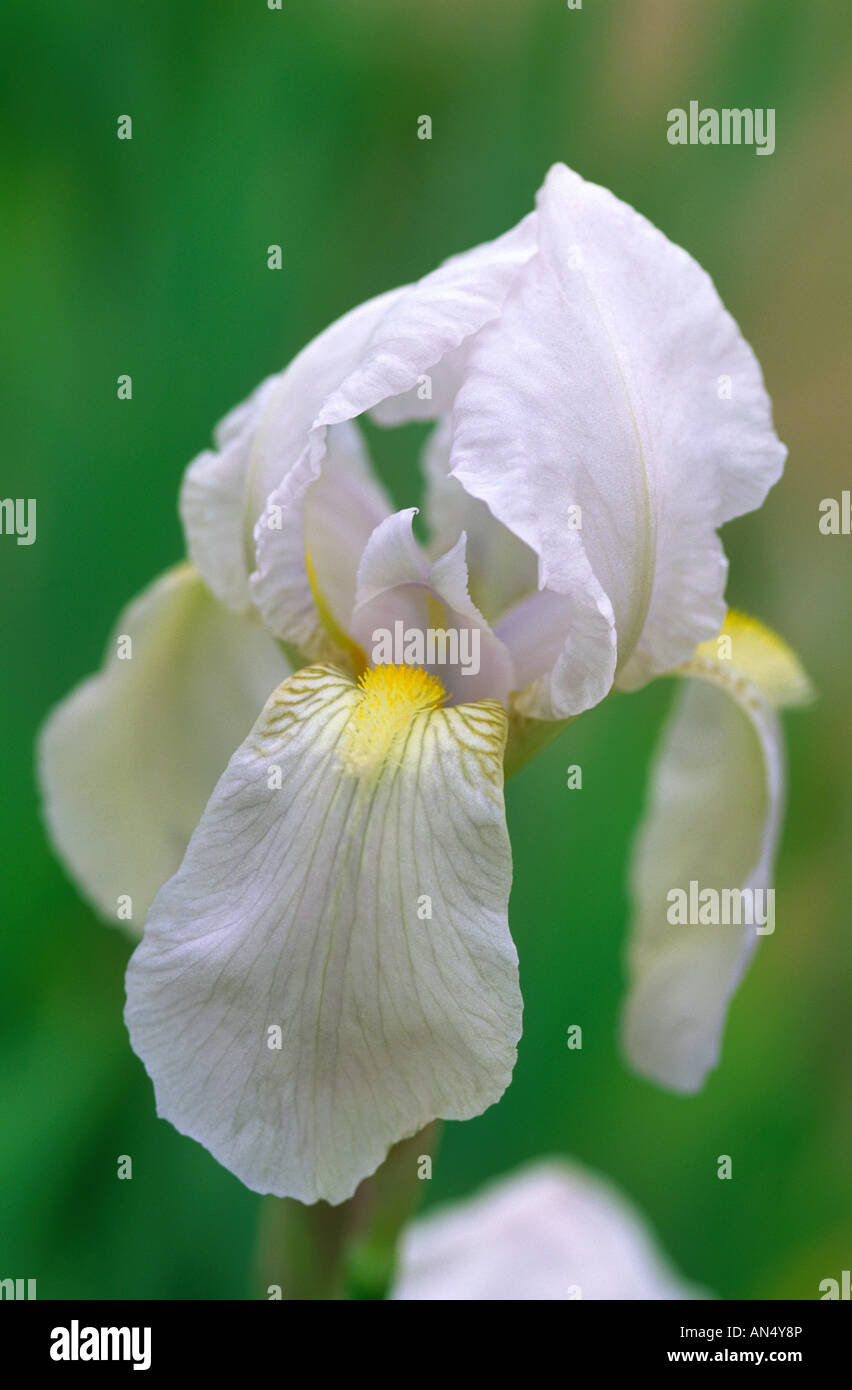 Orris iris germanica hi-res stock photography and images - Alamy