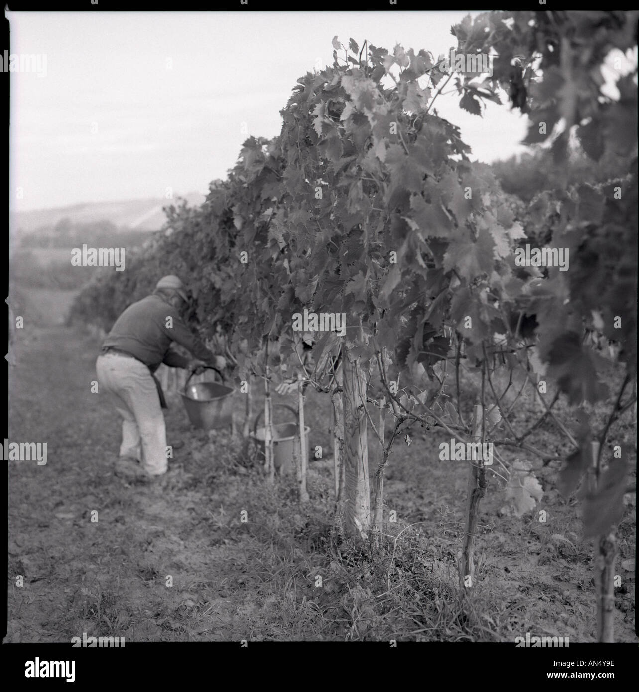 farmer is picking up grape fruit from vine during the the harvest ...