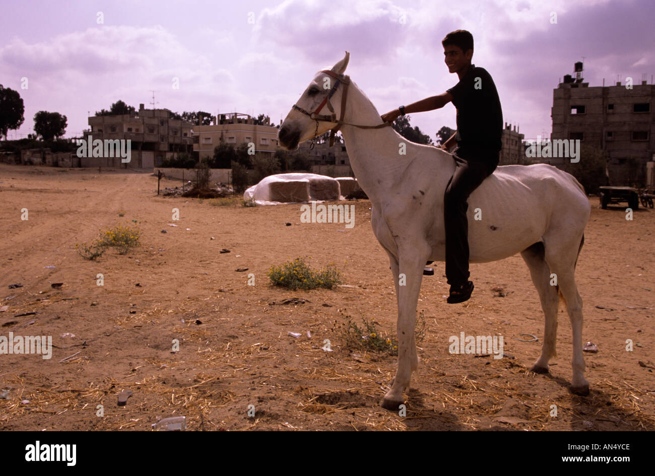Teenager riding horse, Gaza Strip,Palestine Stock Photo - Alamy