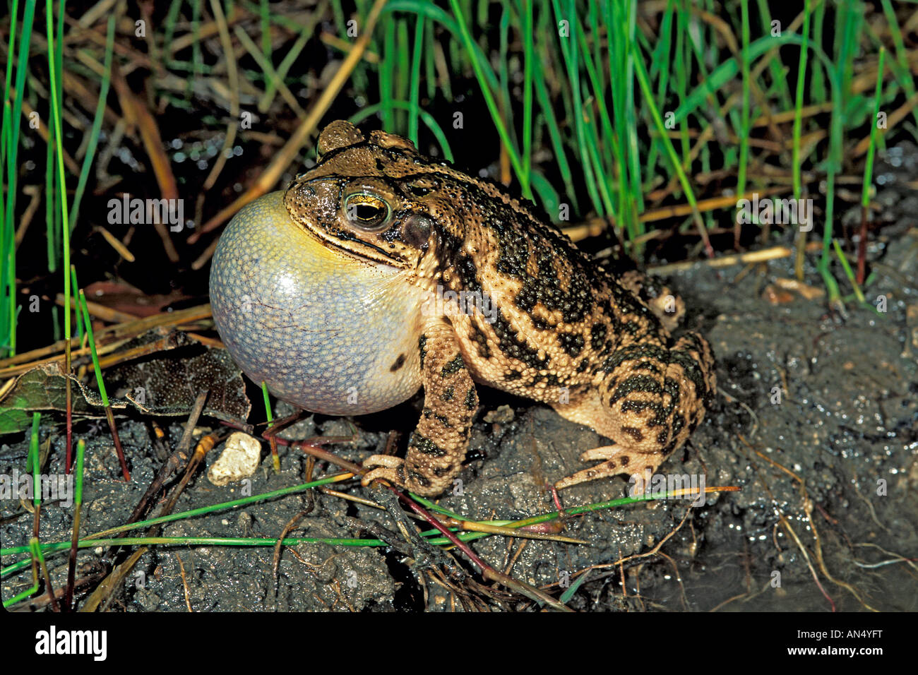 Gulf coast toad bufo valliceps hi-res stock photography and images - Alamy