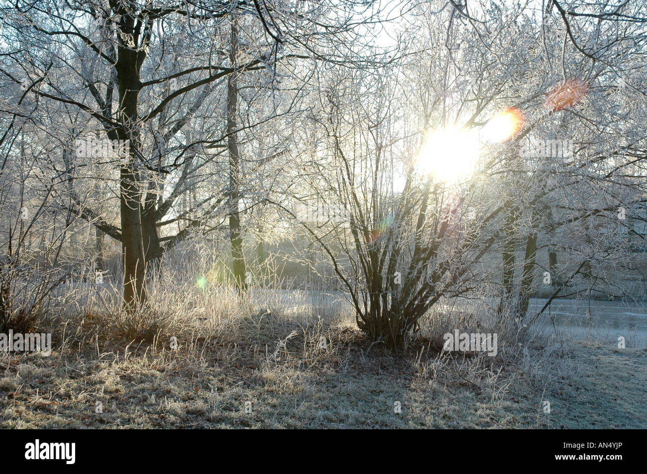 Wintry trees frame view hi-res stock photography and images - Alamy