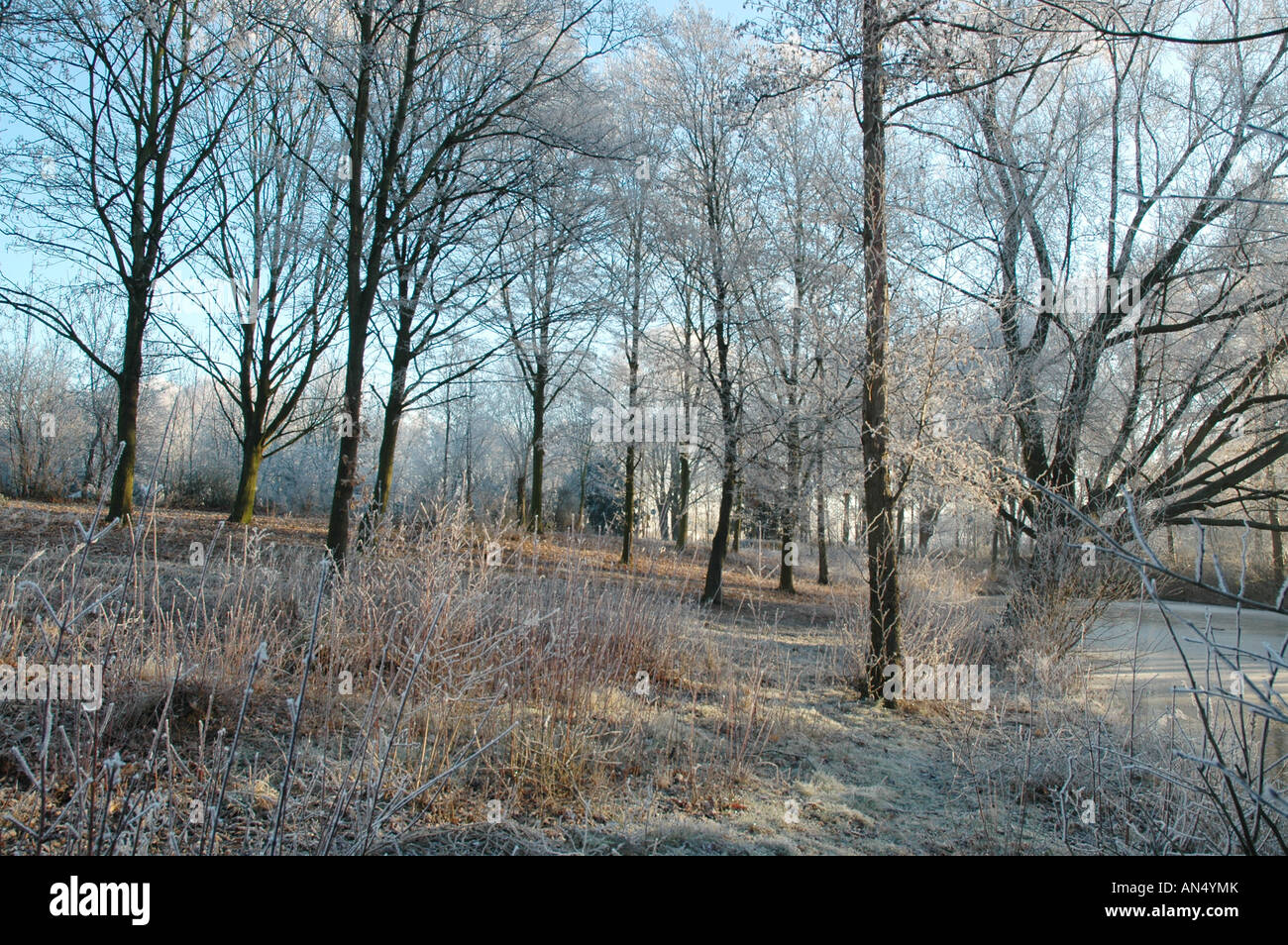 Wintry trees frame view hi-res stock photography and images - Alamy