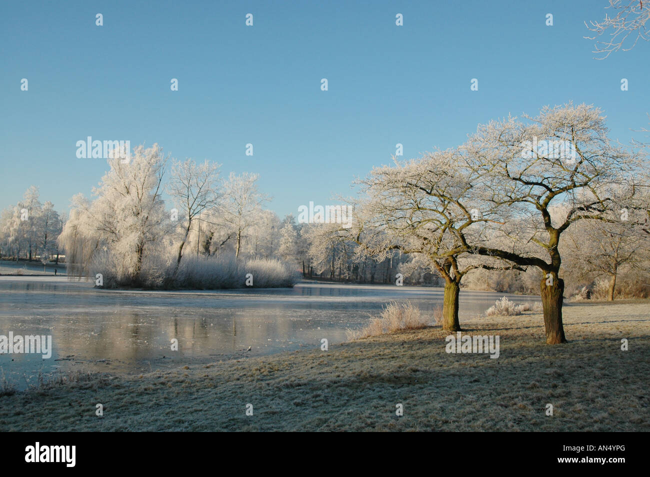 Wintry trees frame view hi-res stock photography and images - Alamy