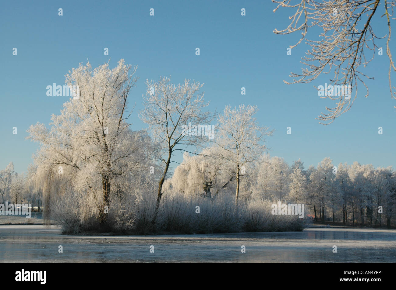 Wintry trees frame view hi-res stock photography and images - Alamy