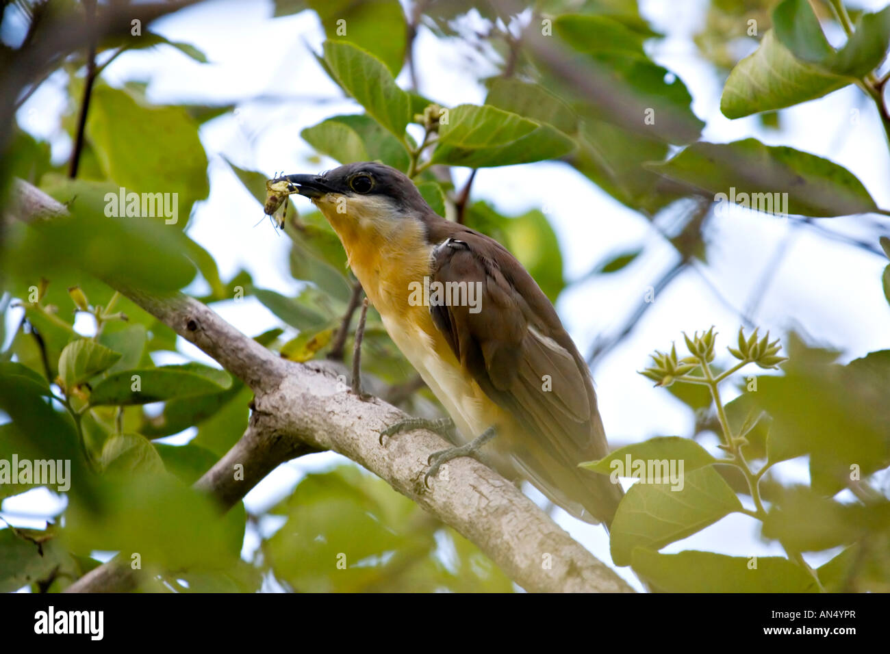 Dark Billed Cuckoo (Coccyzus melacoryphus), Isabella Island, Galapagos ...