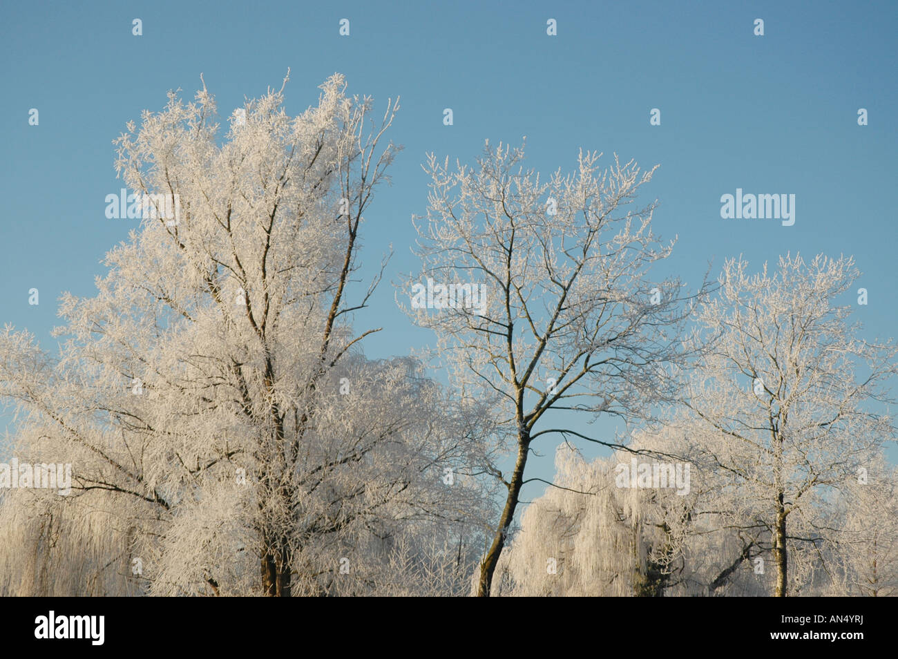 Wintry trees frame view hi-res stock photography and images - Alamy
