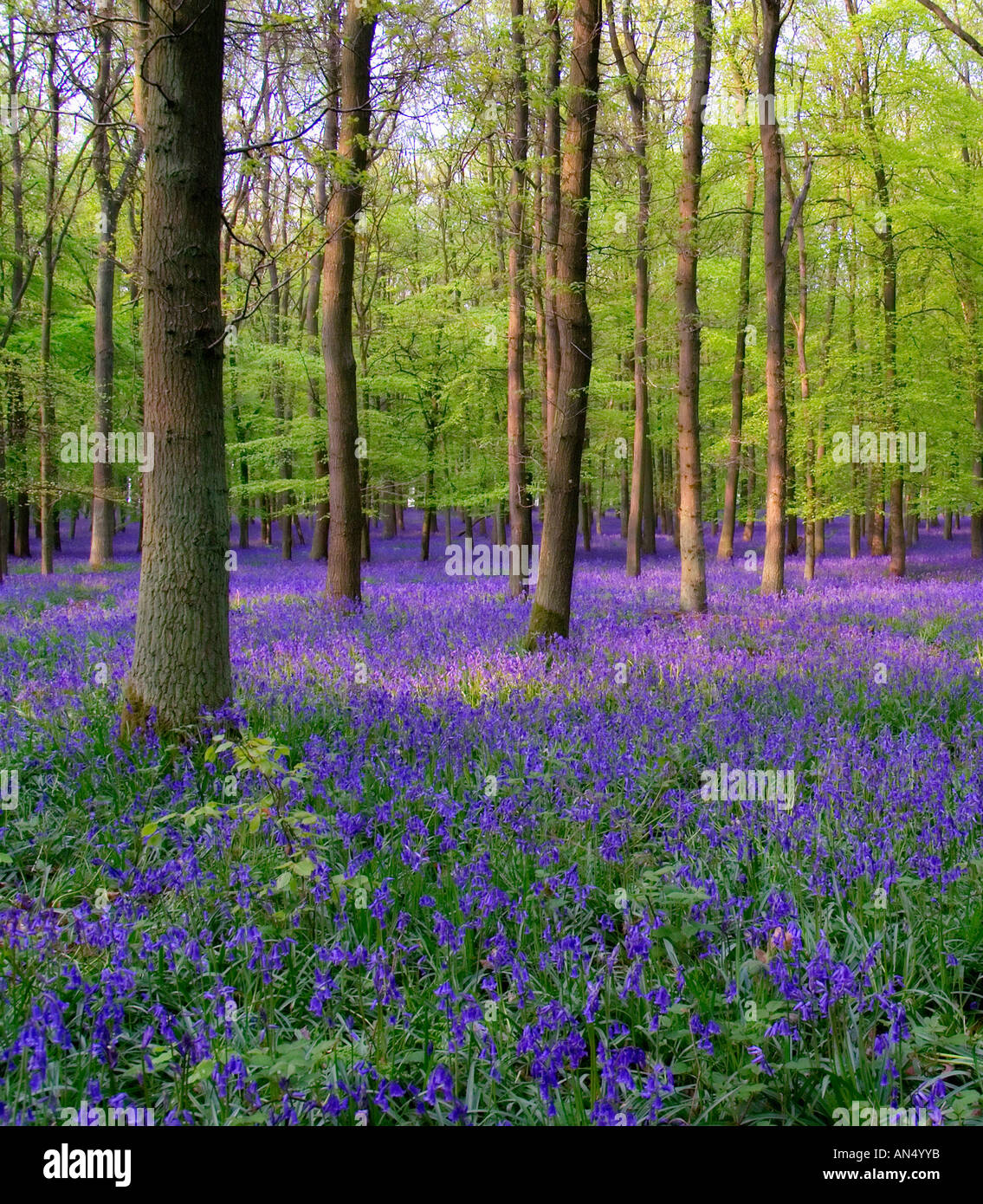April and may bluebells hi-res stock photography and images - Alamy