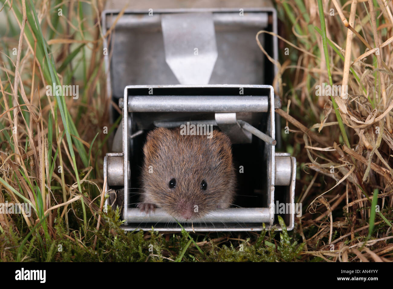 Longworth live catch mammal trap Stock Photo - Alamy