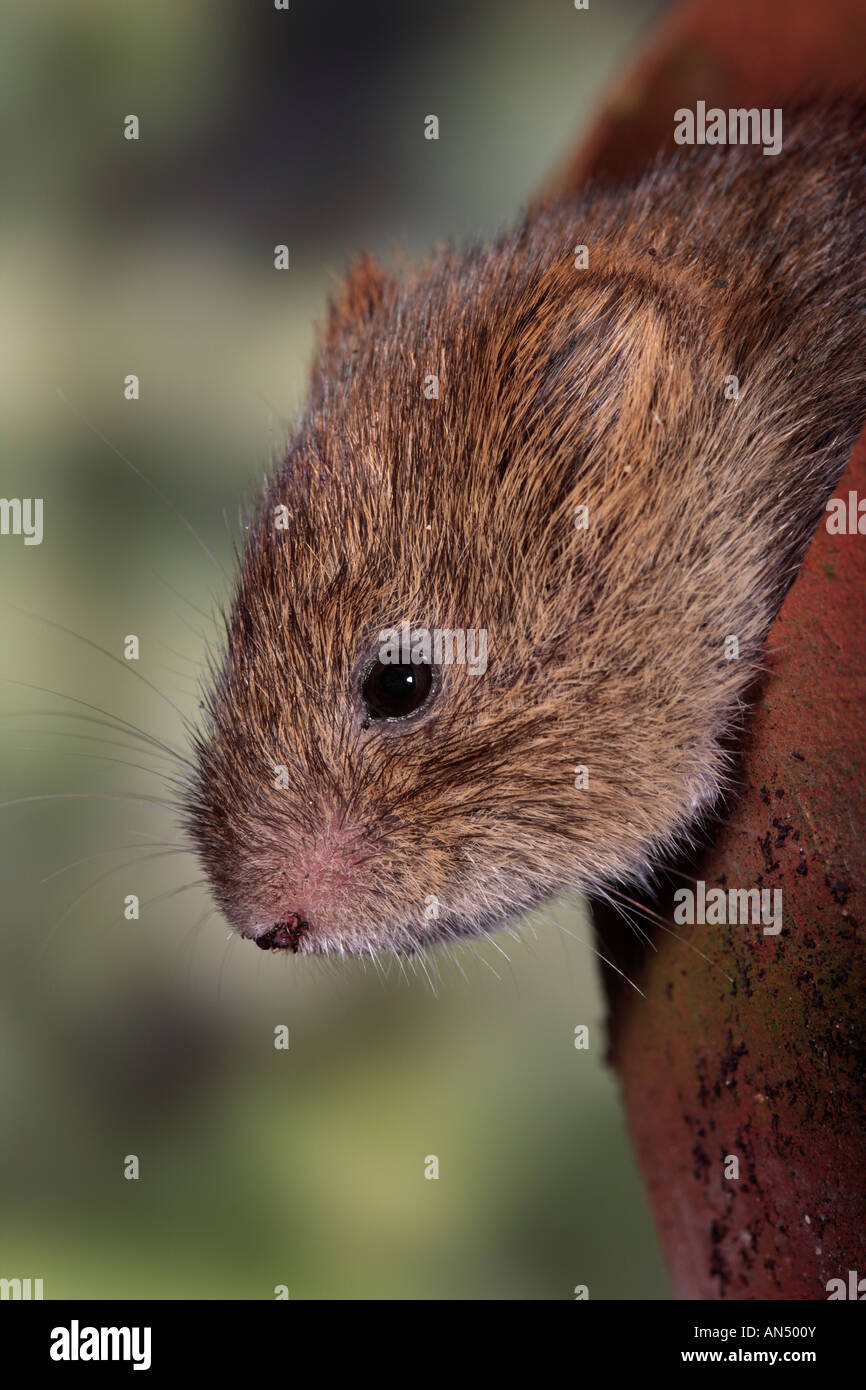short tailed vole Microtus agrestis in old flower pot looking alert ...
