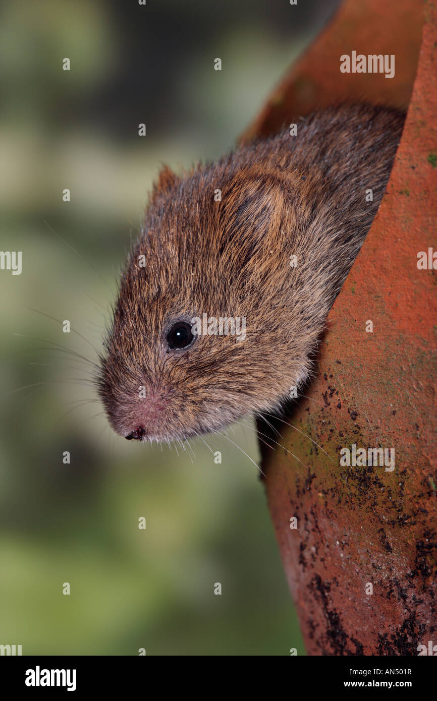 short tailed vole Microtus agrestis in old flower pot looking alert ...