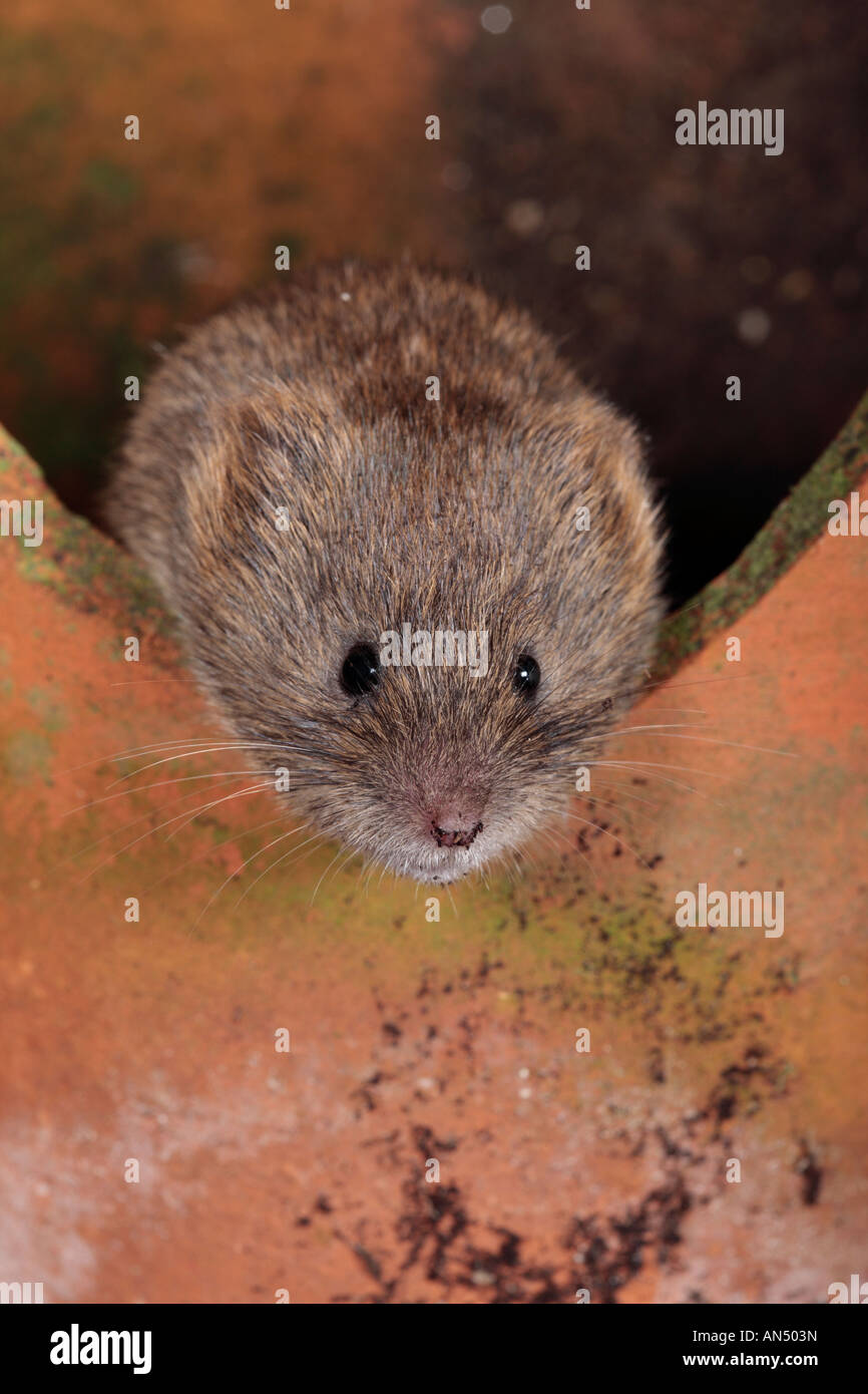short tailed vole Microtus agrestis in old flower pot looking alert ...