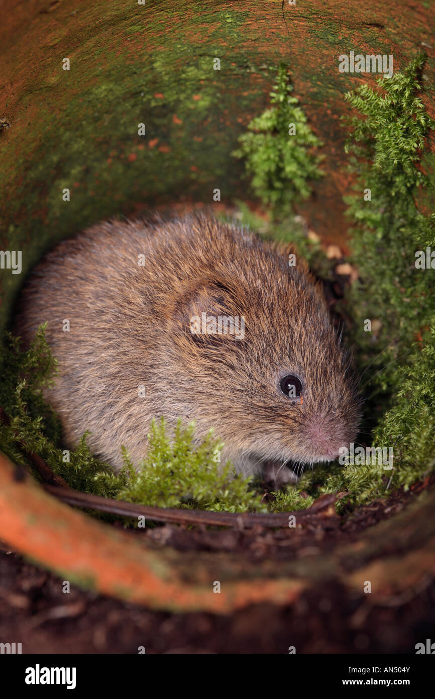 short tailed vole Microtus agrestis in old flower pot looking alert ...