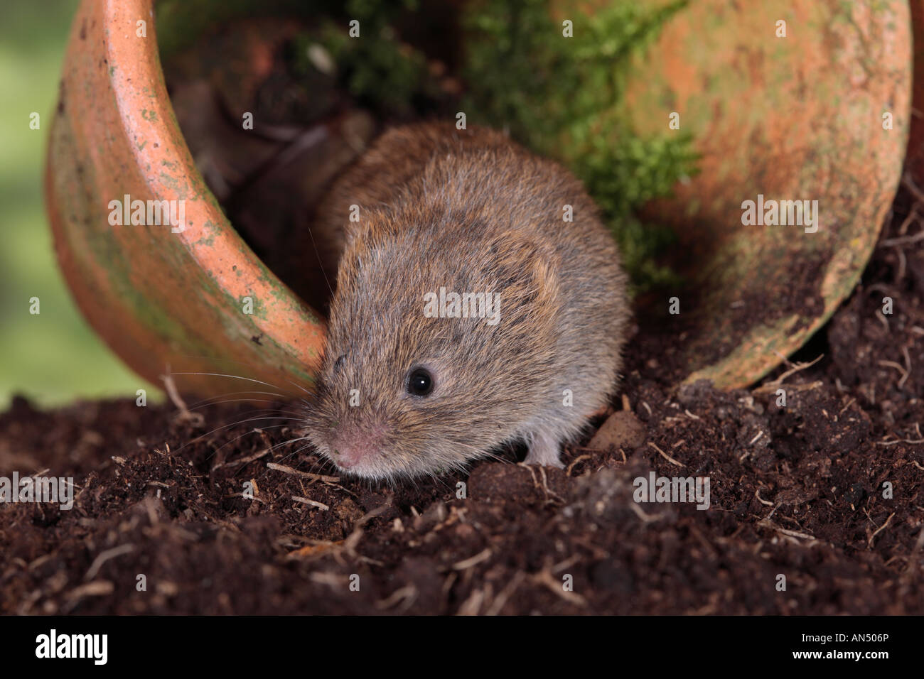 short tailed vole Microtus agrestis in old flower pot looking alert ...