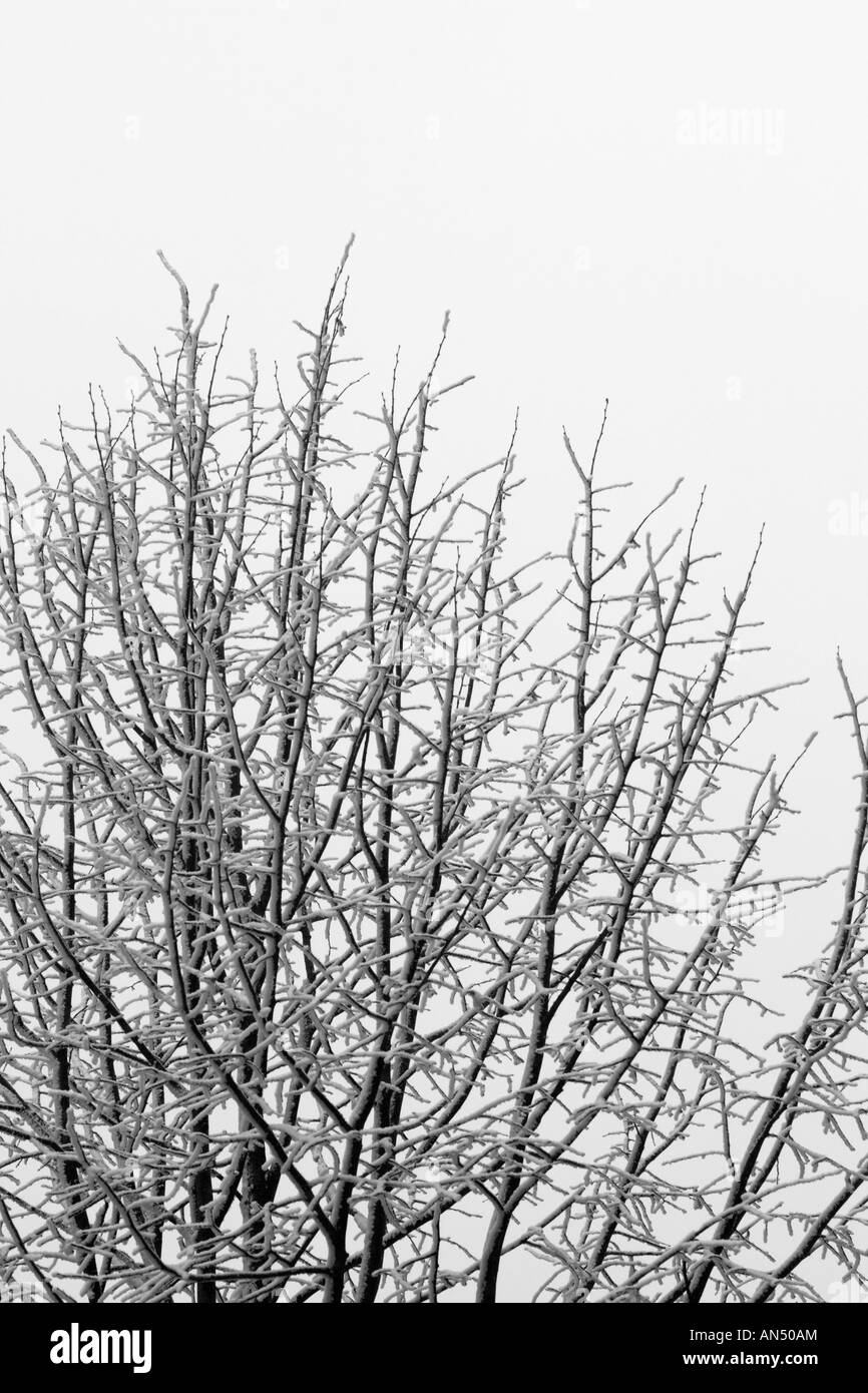 Frosted tree in winter Stock Photo - Alamy