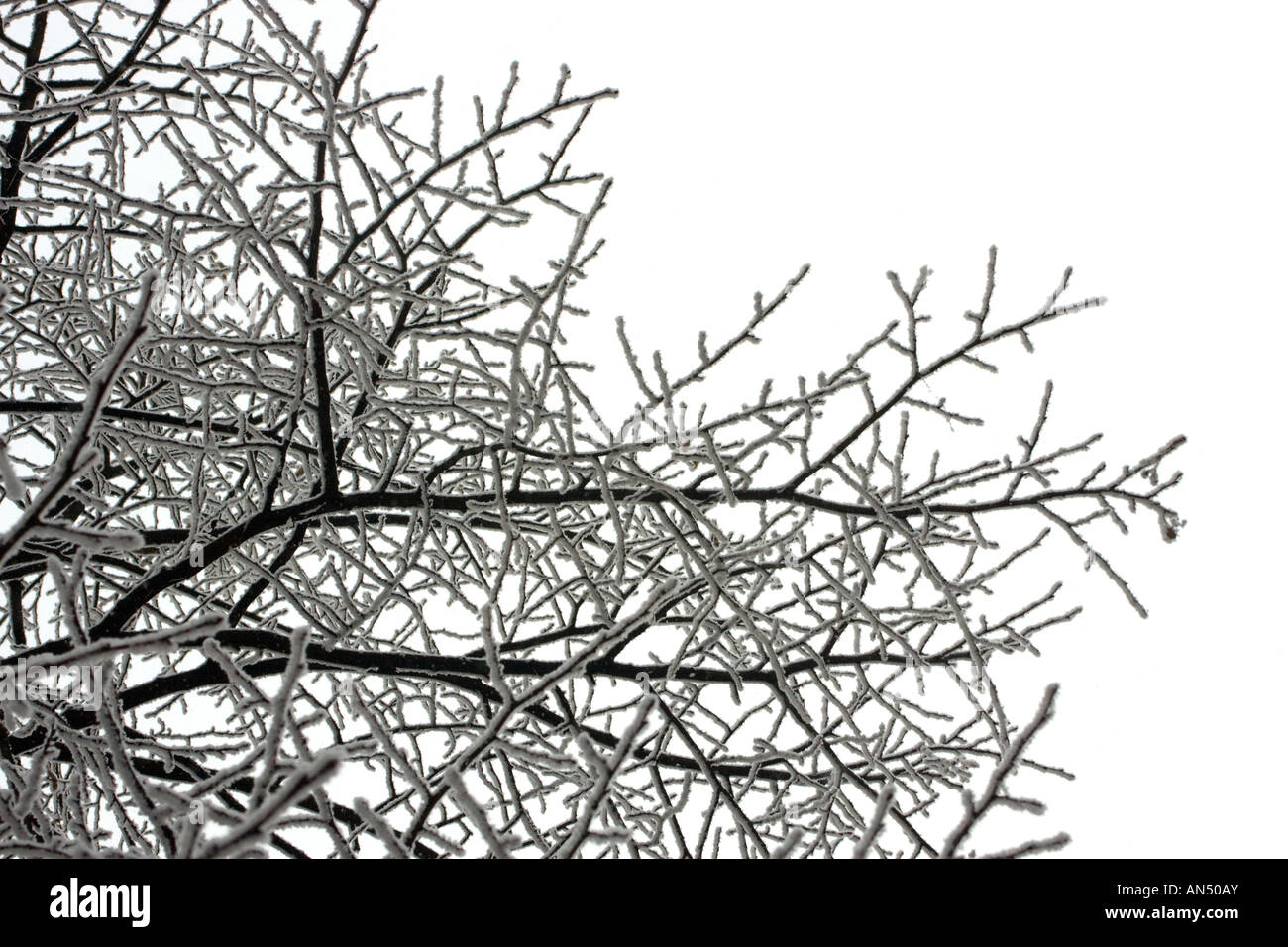 Looking up into a snow covered tree Stock Photo - Alamy