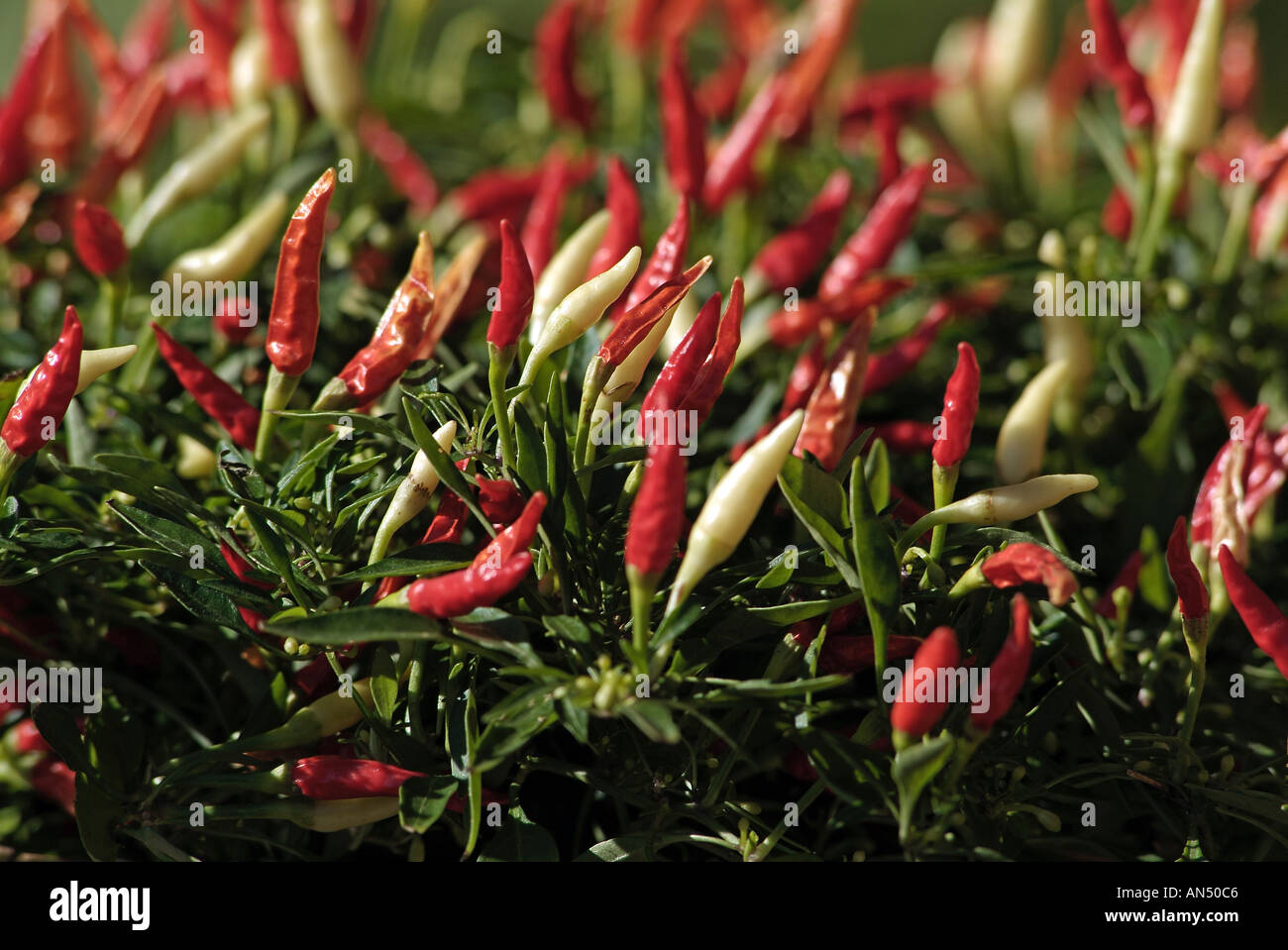 Bunch of chilli's Stock Photo - Alamy