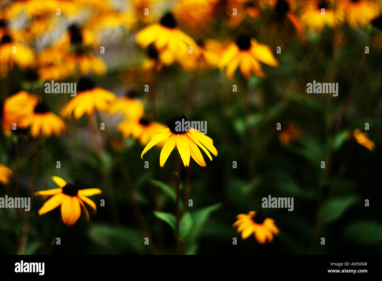 Cornflower yellow color hi-res stock photography and images - Alamy