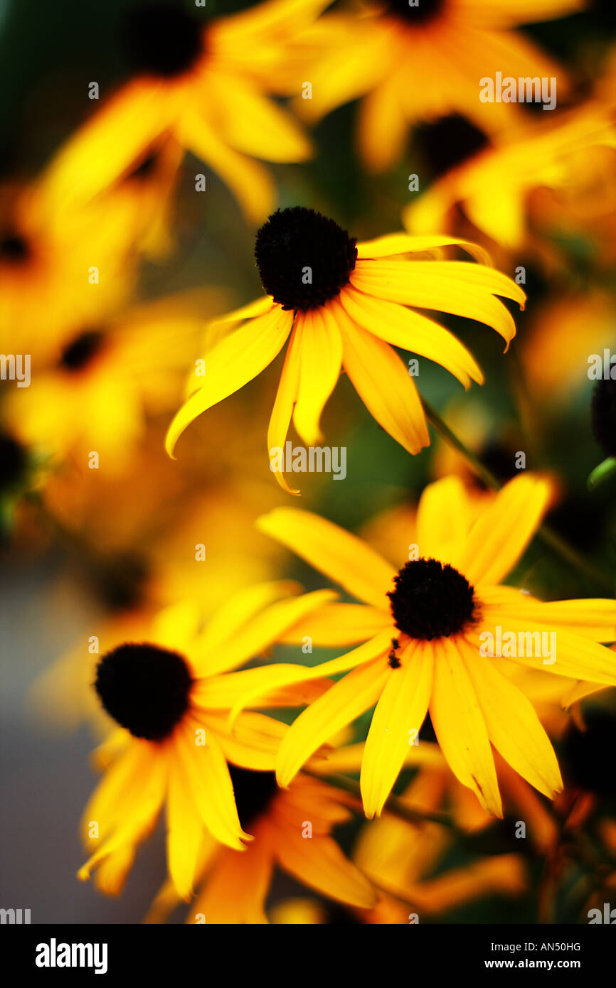 Cornflower yellow color hi-res stock photography and images - Alamy