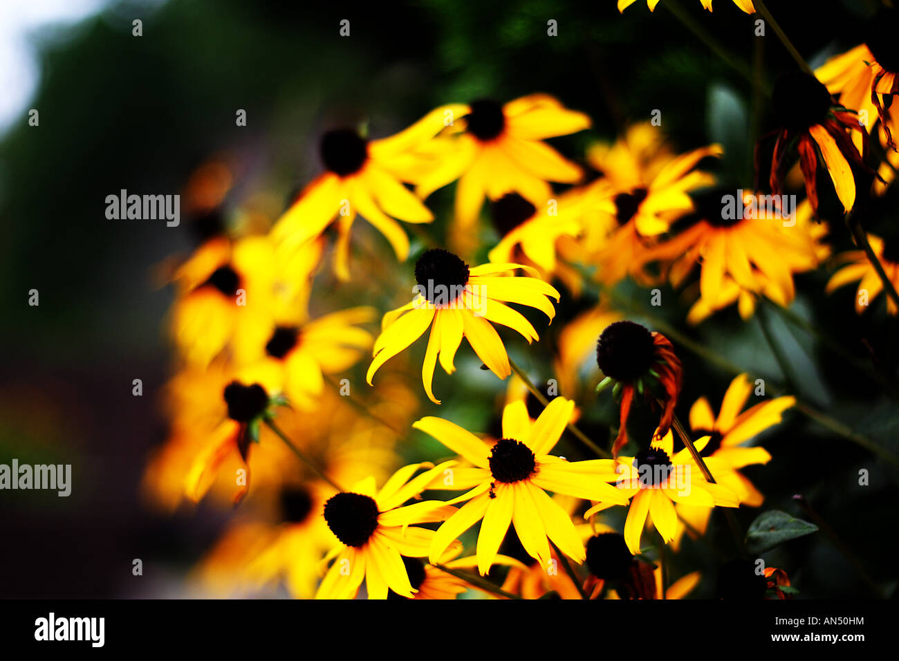 Cornflower yellow color hi-res stock photography and images - Alamy