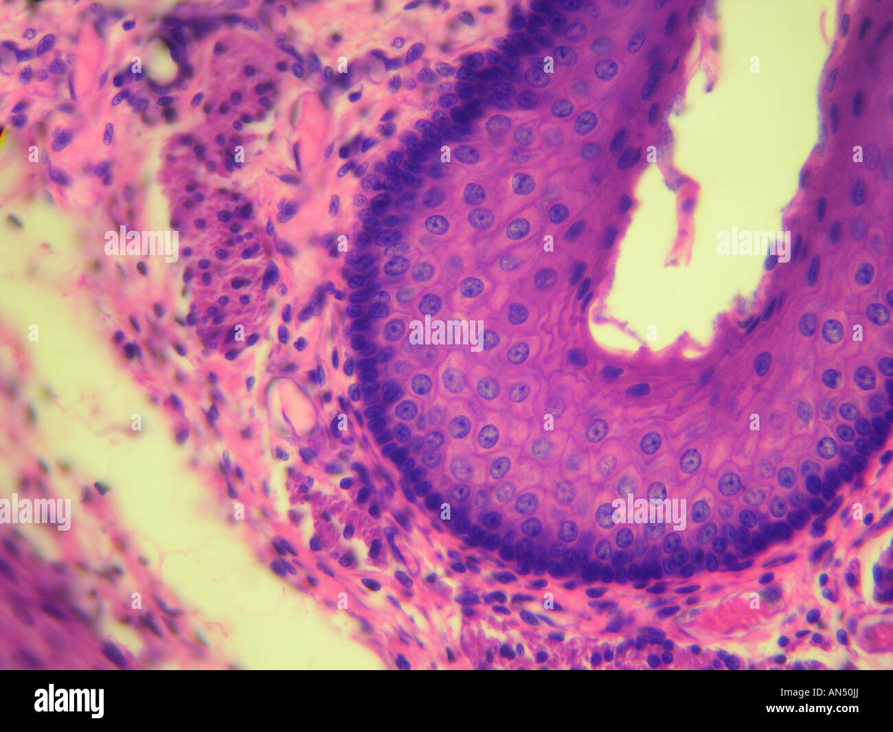 Esophagus cell hi-res stock photography and images - Alamy