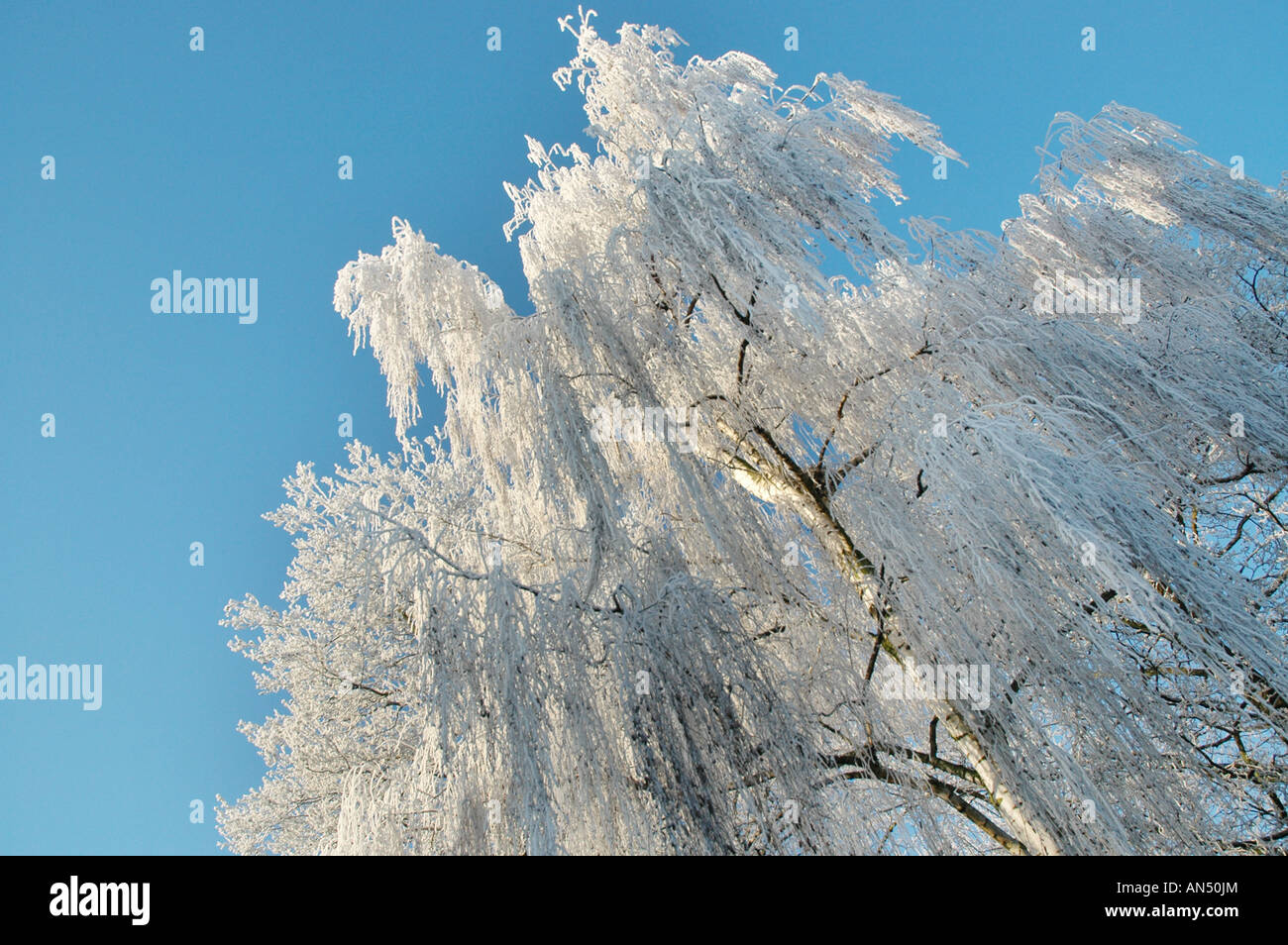 Wintry trees frame view hi-res stock photography and images - Alamy