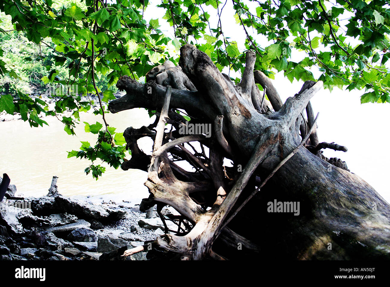 dead tree fallen under a live tree Stock Photo - Alamy