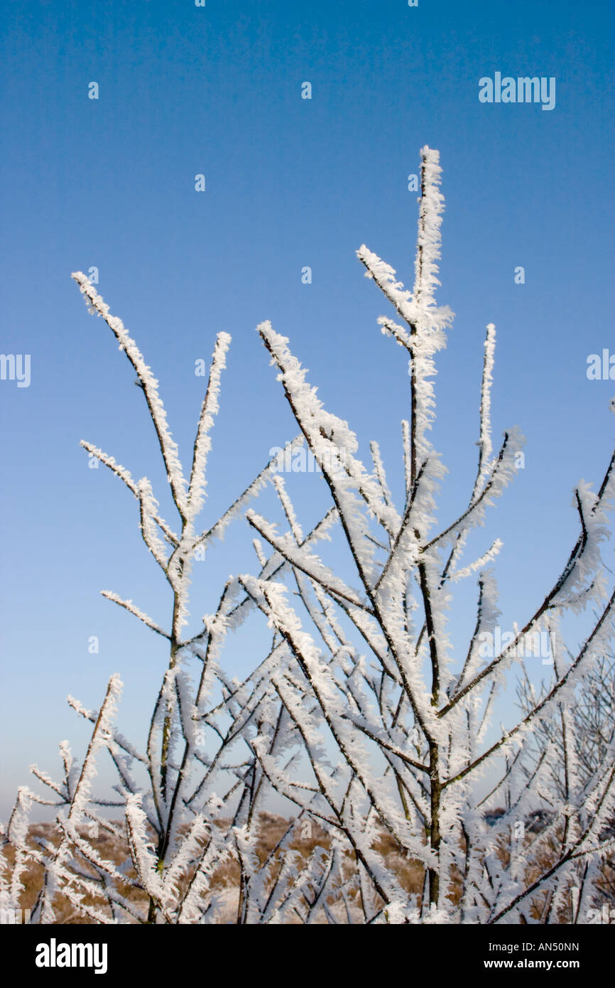 White frosted branches hi-res stock photography and images - Alamy