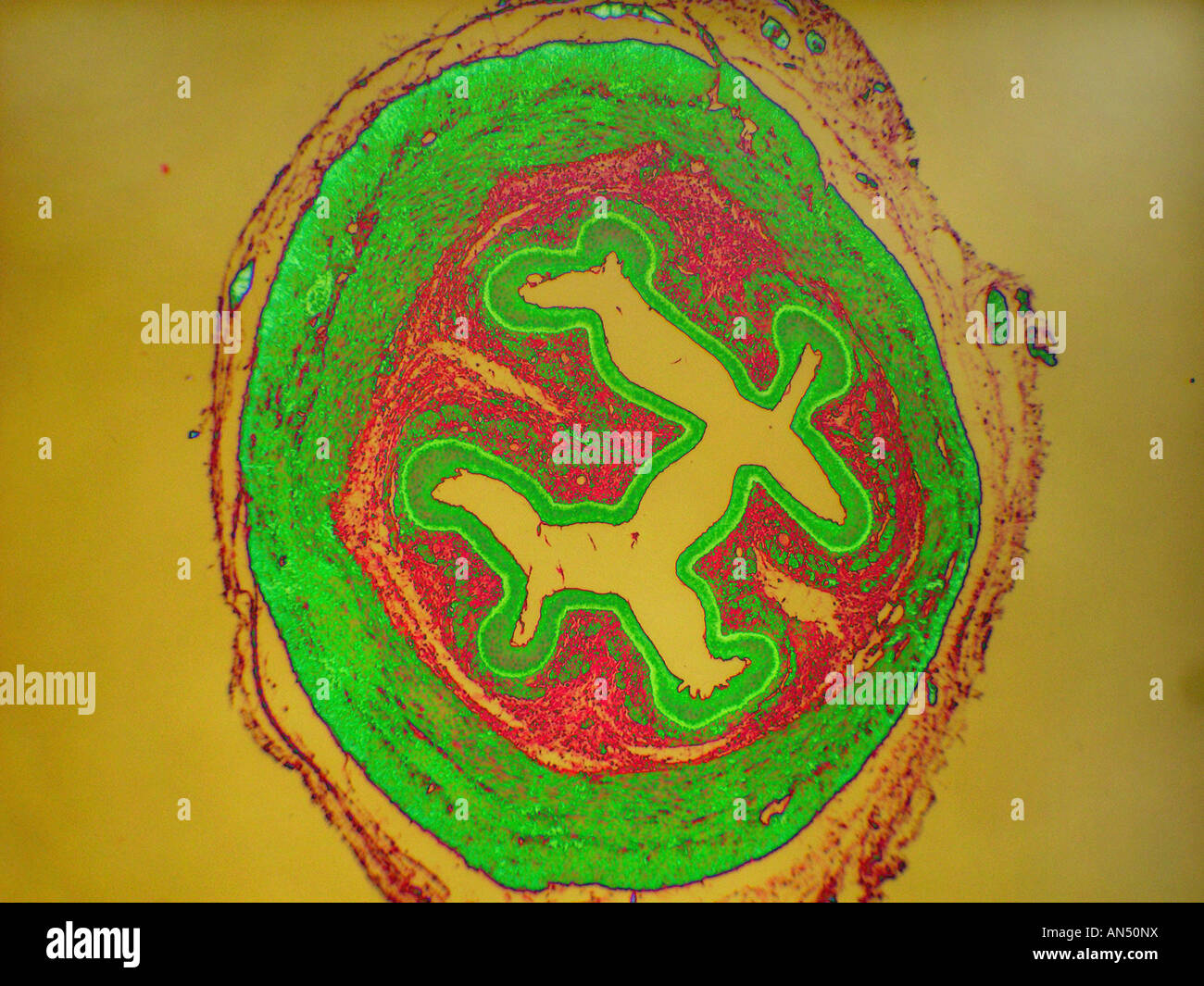 Esophagus cell hi-res stock photography and images - Alamy