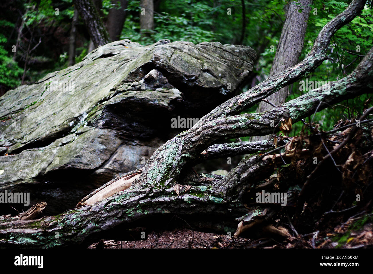 Tropical forest fallen tree hi-res stock photography and images - Alamy