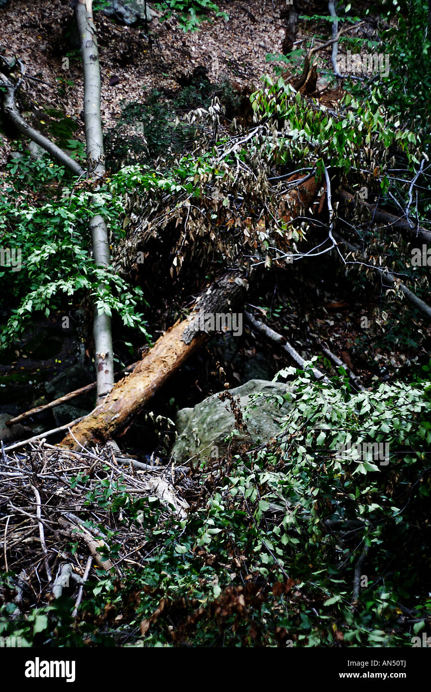 Tropical forest fallen tree hi-res stock photography and images - Alamy