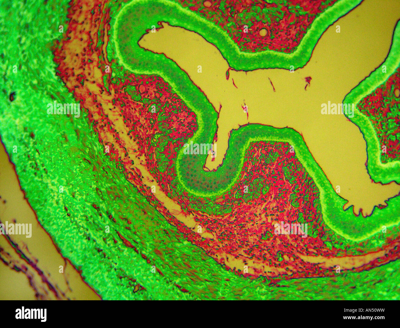 Esophagus cell hi-res stock photography and images - Alamy
