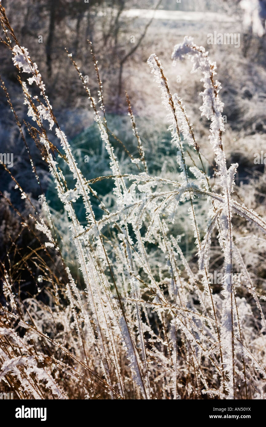 Frosted landscape hi-res stock photography and images - Alamy