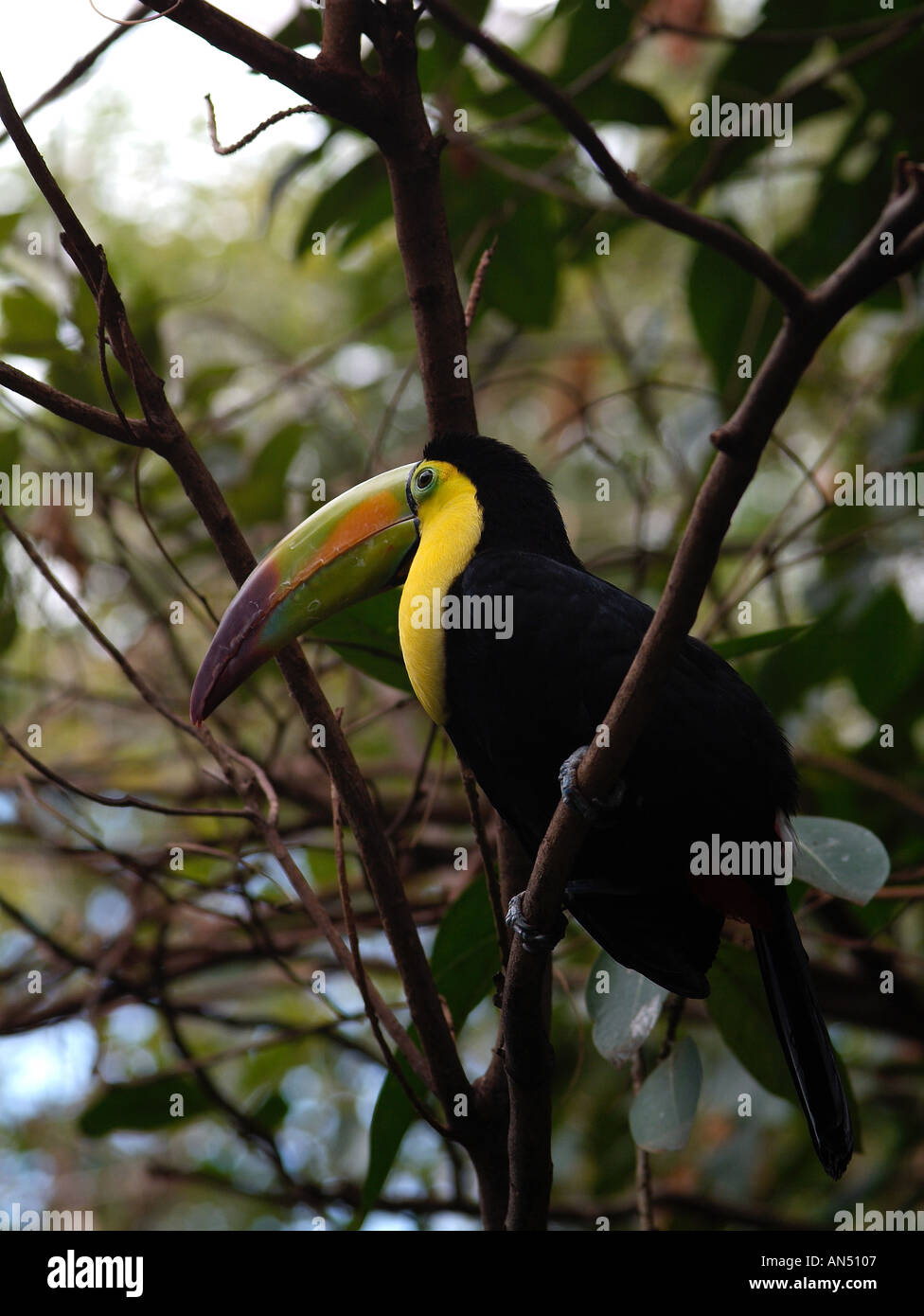 Toucan in a tree Stock Photo - Alamy