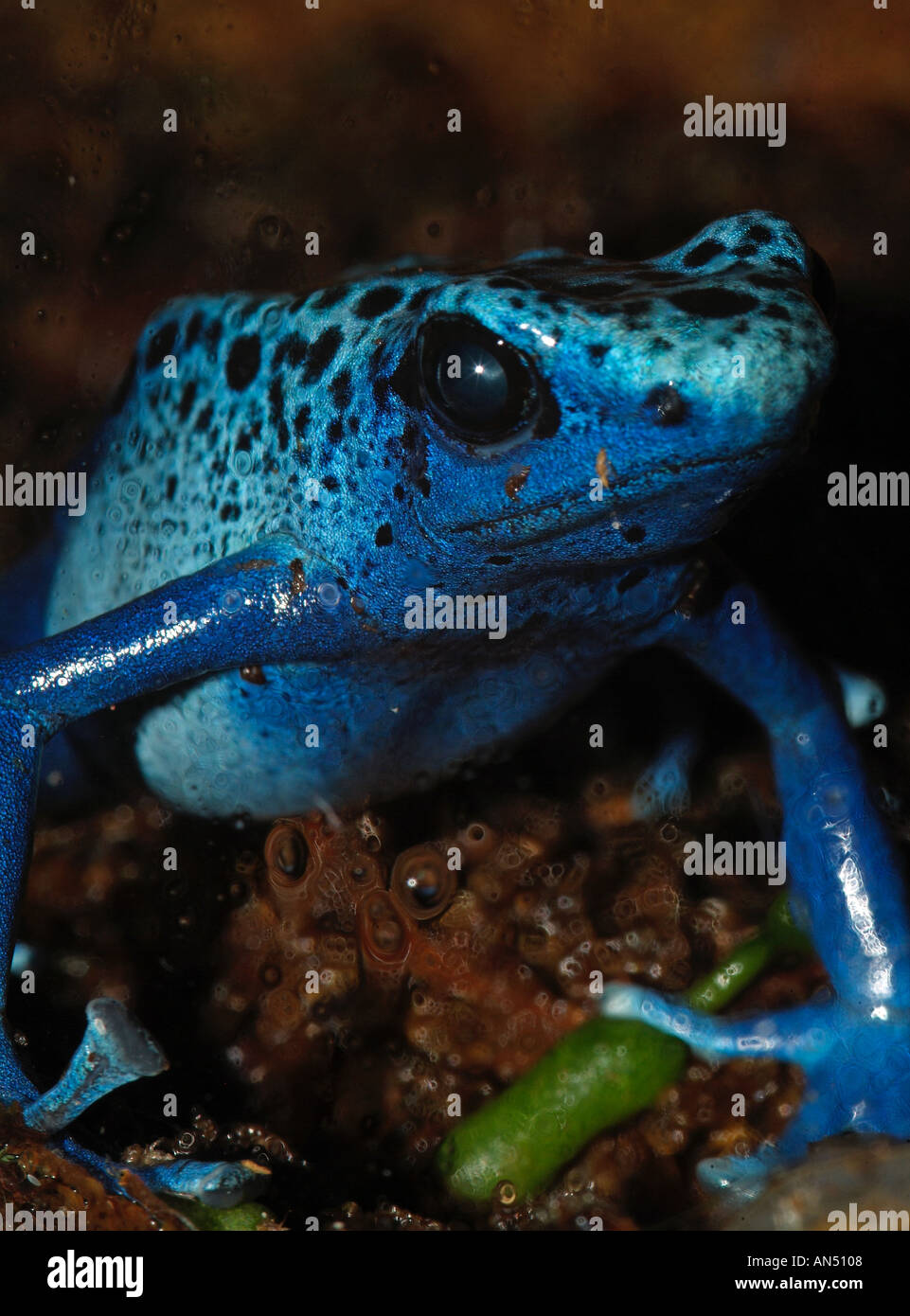 Blue frog jump hi-res stock photography and images - Alamy