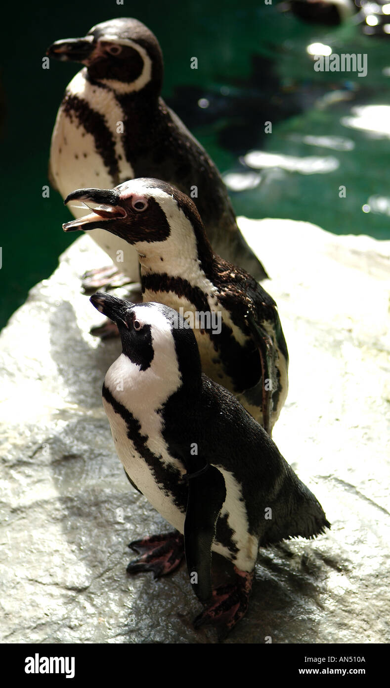 South african penguins hi-res stock photography and images - Alamy
