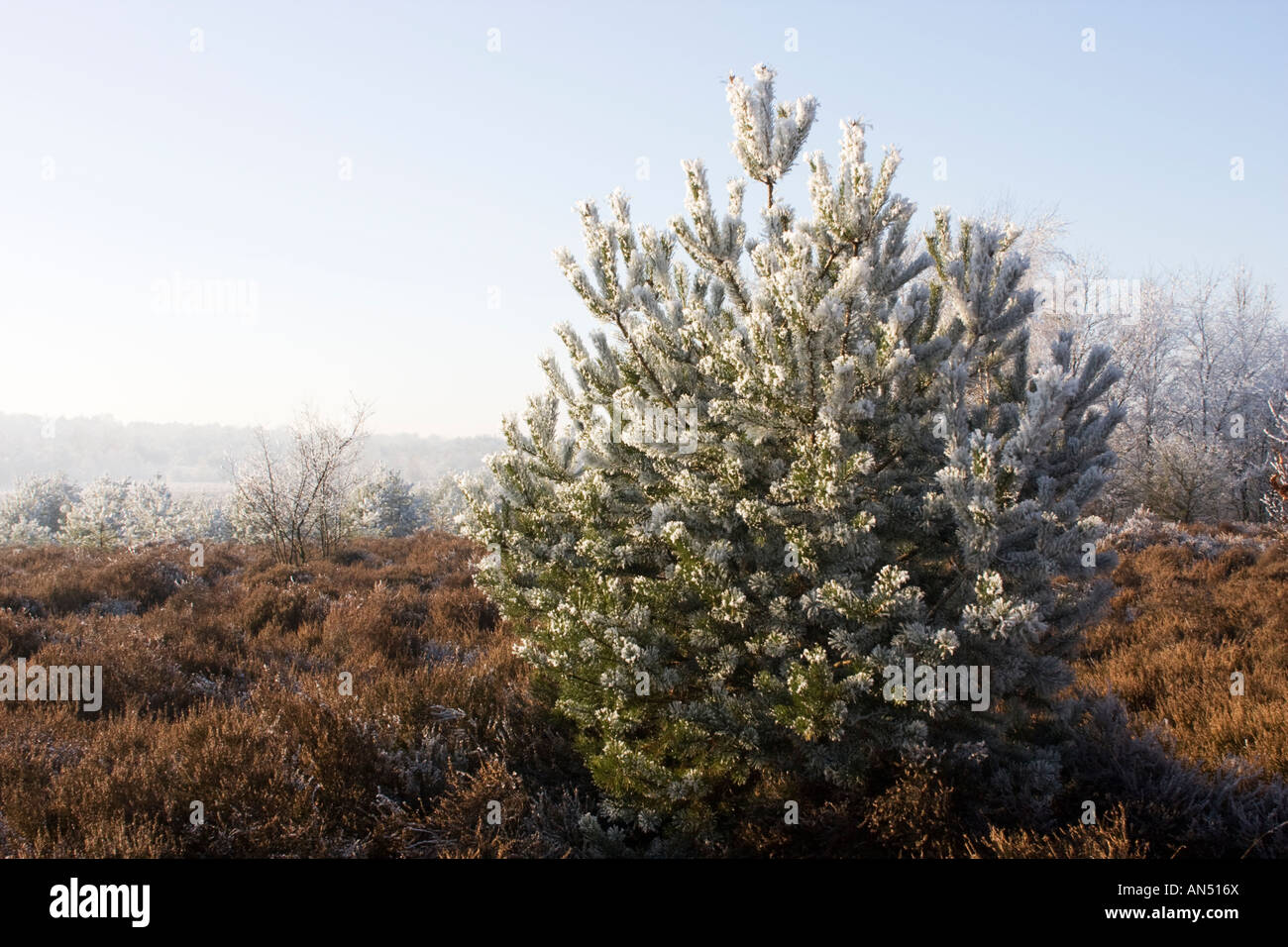 Moors in winter with pine tree Stock Photo - Alamy