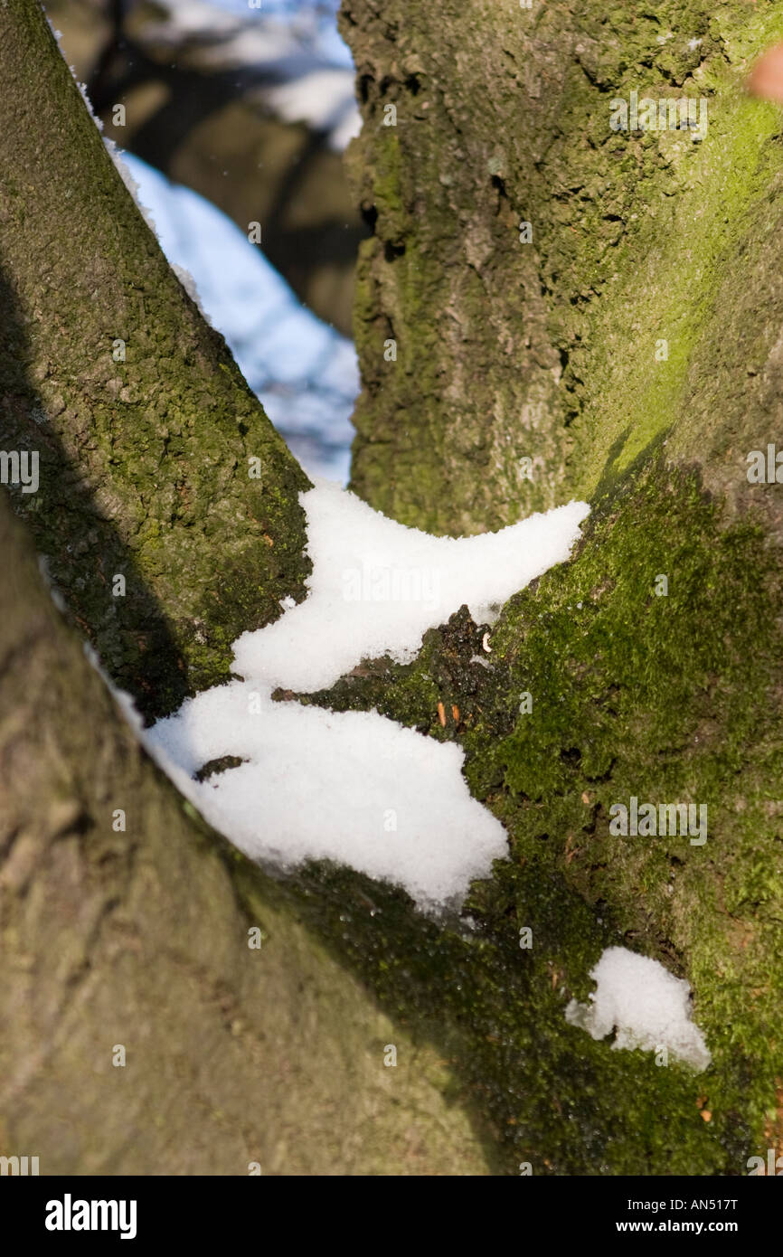 Snow on stem of tree Stock Photo - Alamy